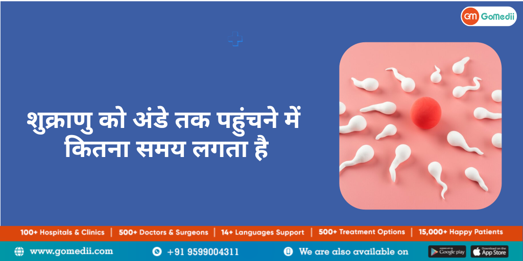 निषेचन (Fertilization) की प्रक्रिया Archives - Best Hindi Health Tips ...